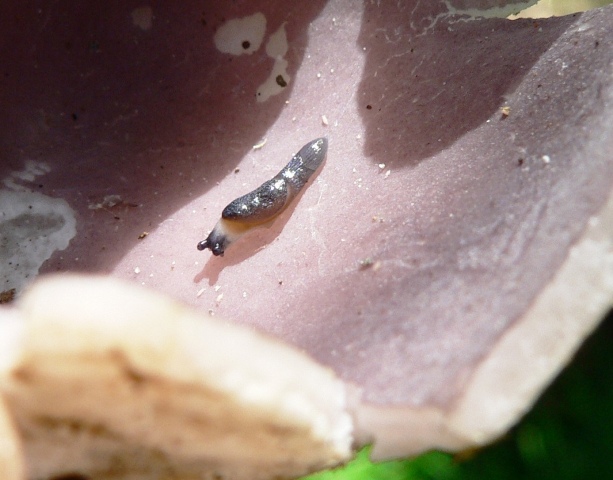 Metchosin Biodiversity Project / Metchosin Bioblitz: 2011 Results