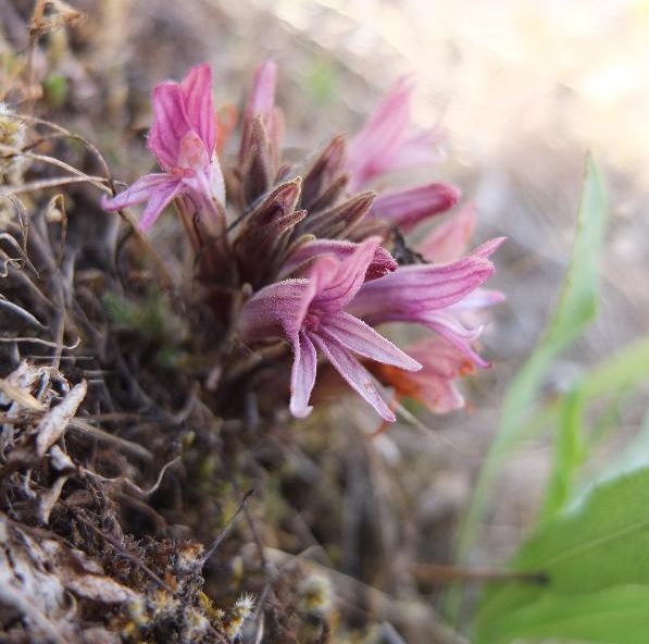 Metchosin Biodiversity Project / Metchosin Bioblitz: 2014 Results