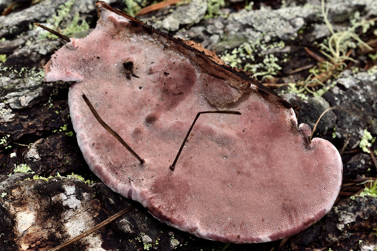 Metchosin Biodiversity Project / Metchosin BioBlitz and MycoBlitzes ...