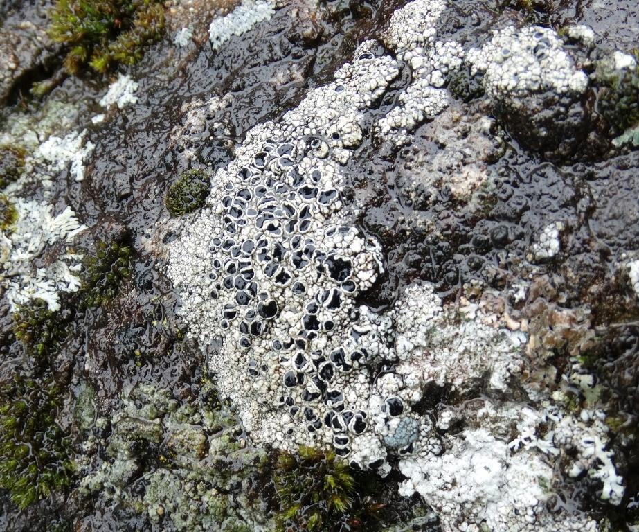 Metchosin Biodiversity Project / Metchosin BioBlitz and MycoBlitzes ...