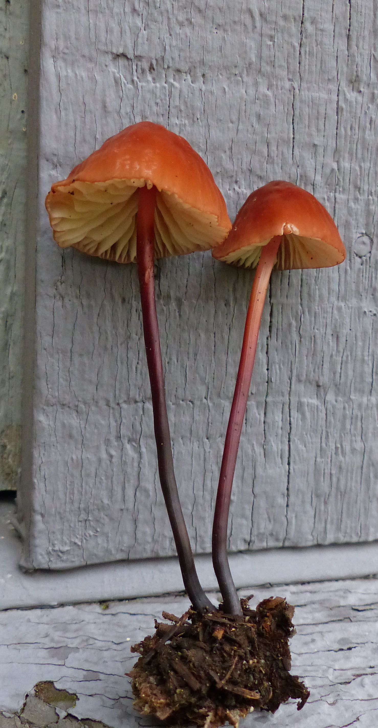 Metchosin Biodiversity Project / Metchosin Bioblitz: Metchosin ...